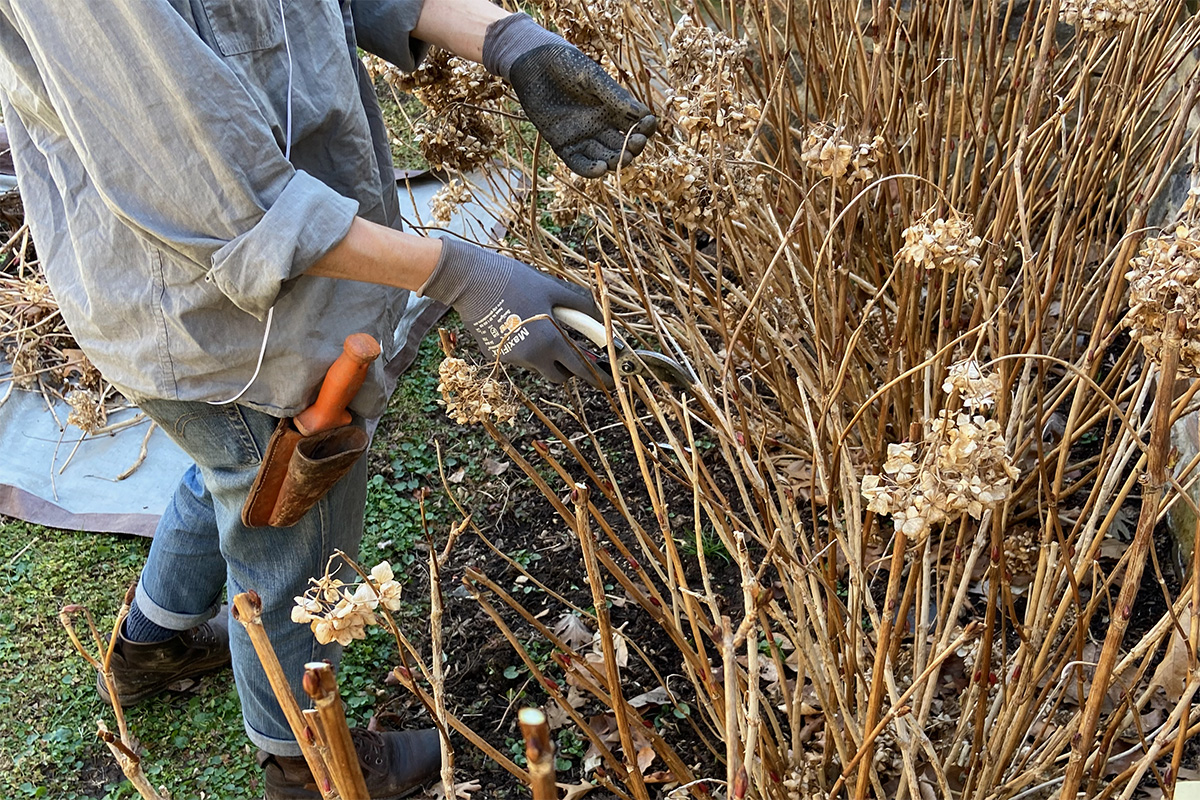 Spring Pruning - Garden InSites